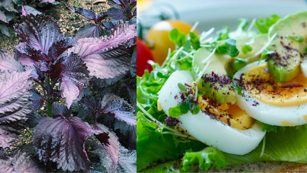 What is Red Shiso (Perilla) and How to Enjoy it – Yunomi.life