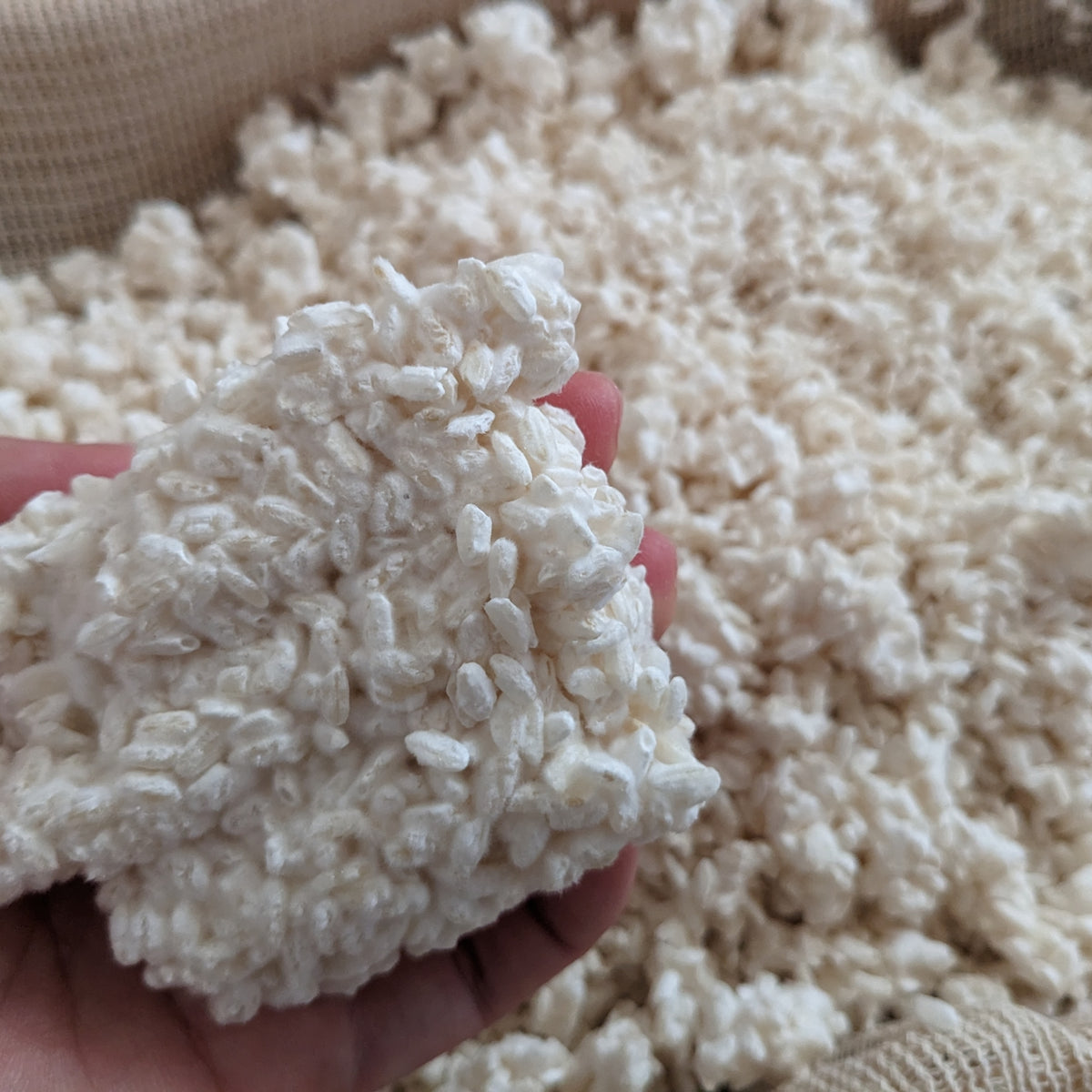 What is Koji and What Makes it so Special? – Yunomi.life