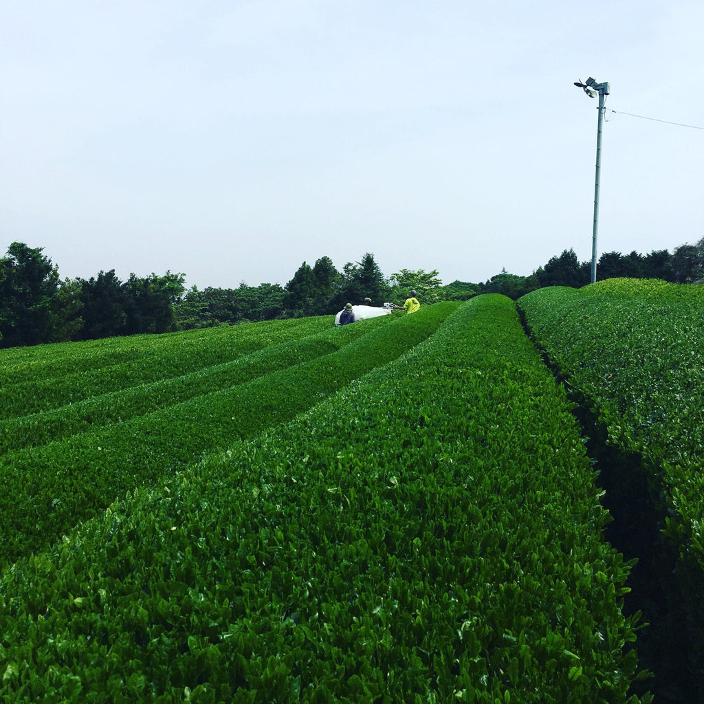 50 Major Tea Production Areas in Japan - An Evolving Project – Yunomi.life