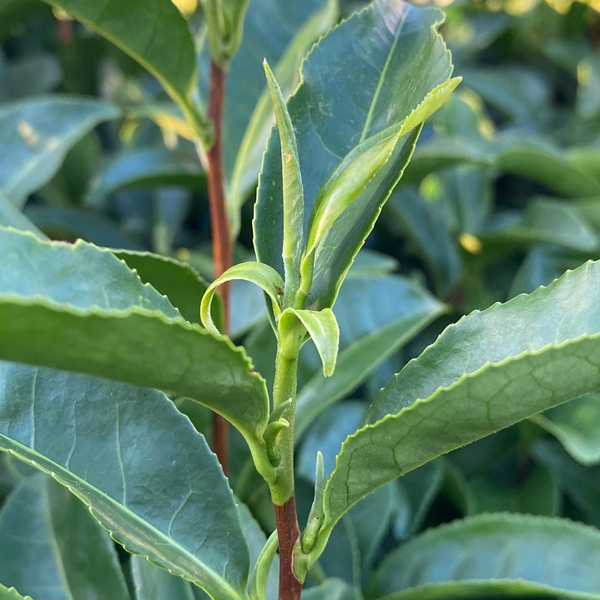 Lateral buds on tea leaves – Yunomi.life