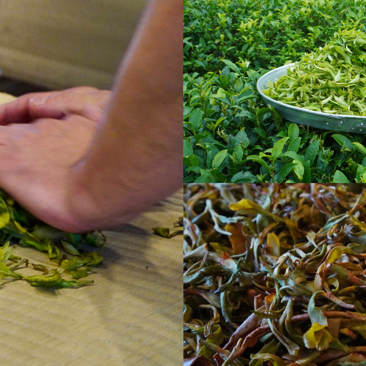 Tea Picking Experience with Honey Fragrance Black Tea (蜜香紅茶) – Yunomi.life