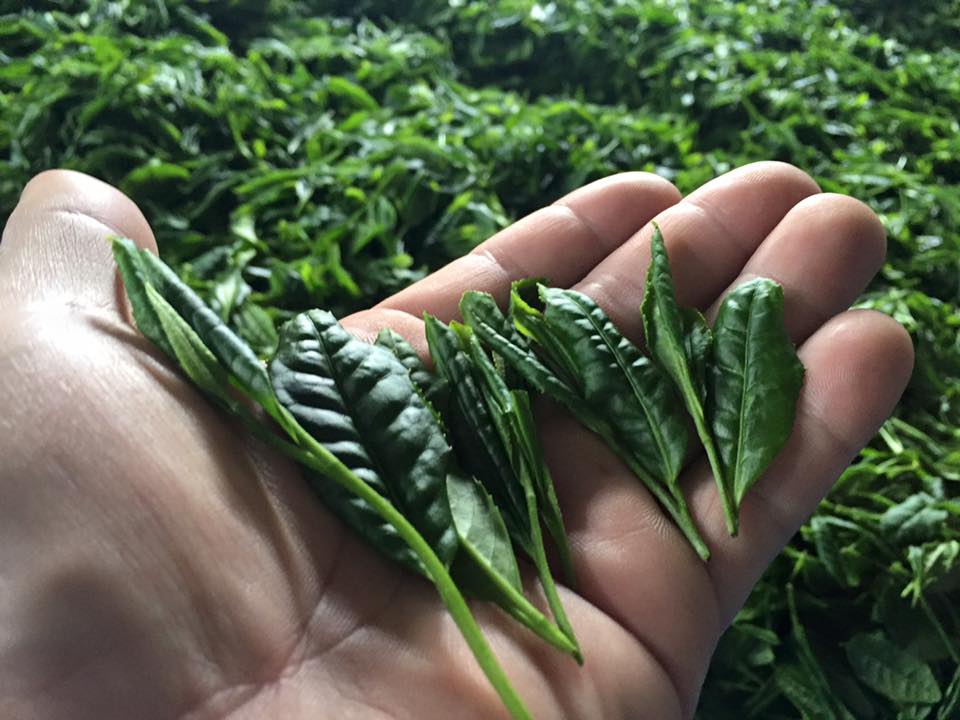 Befriending Japanese Tea Cultivars – Yunomi.life
