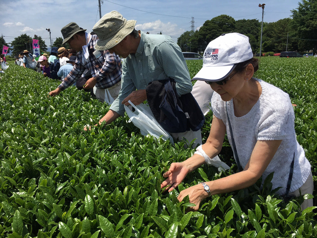The Sayama Tea-Picking Experience – Yunomi.life